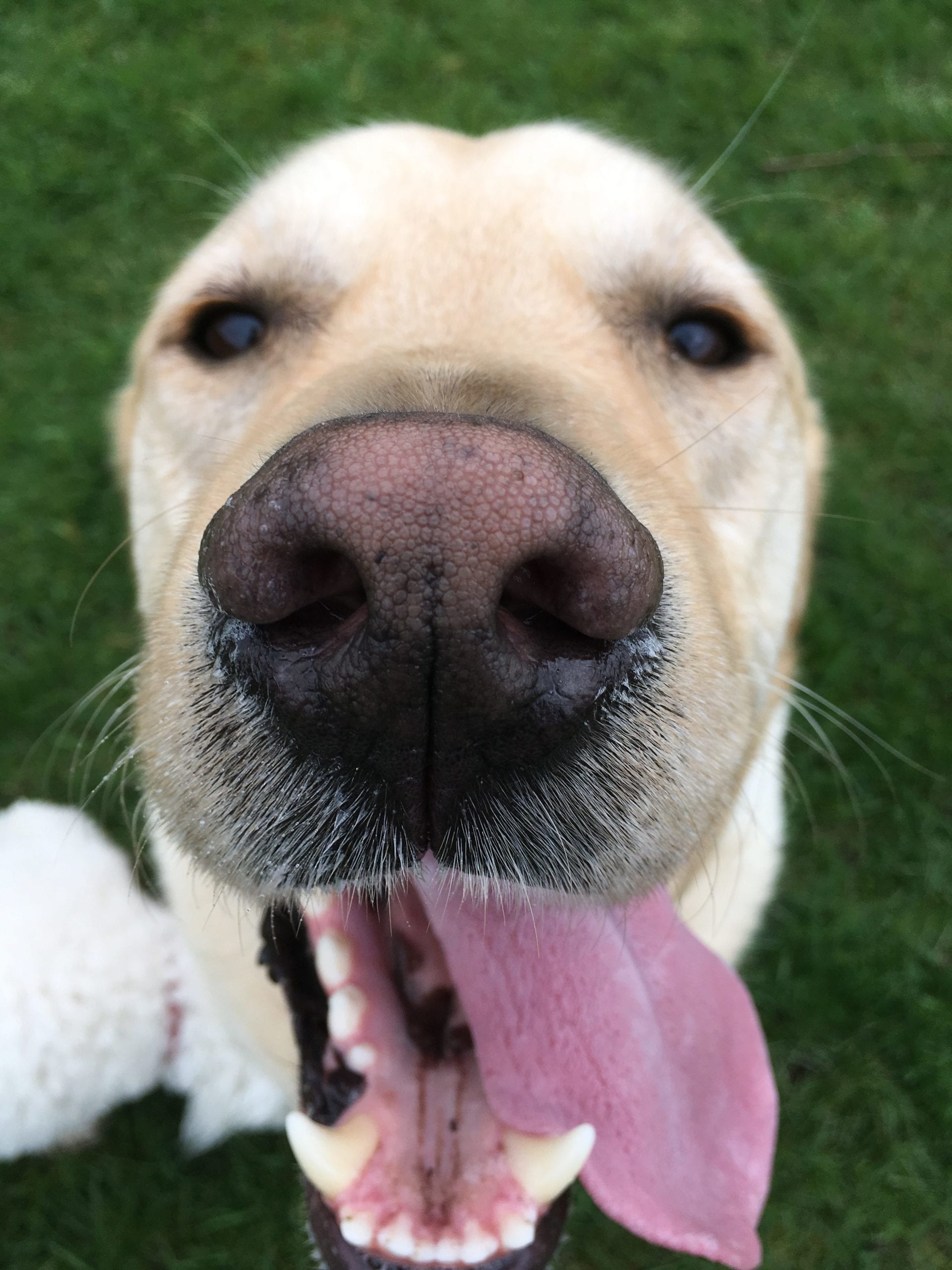 Five Things You Didn’t Know About Being a Guide Dog Owner - Digs for Dogs