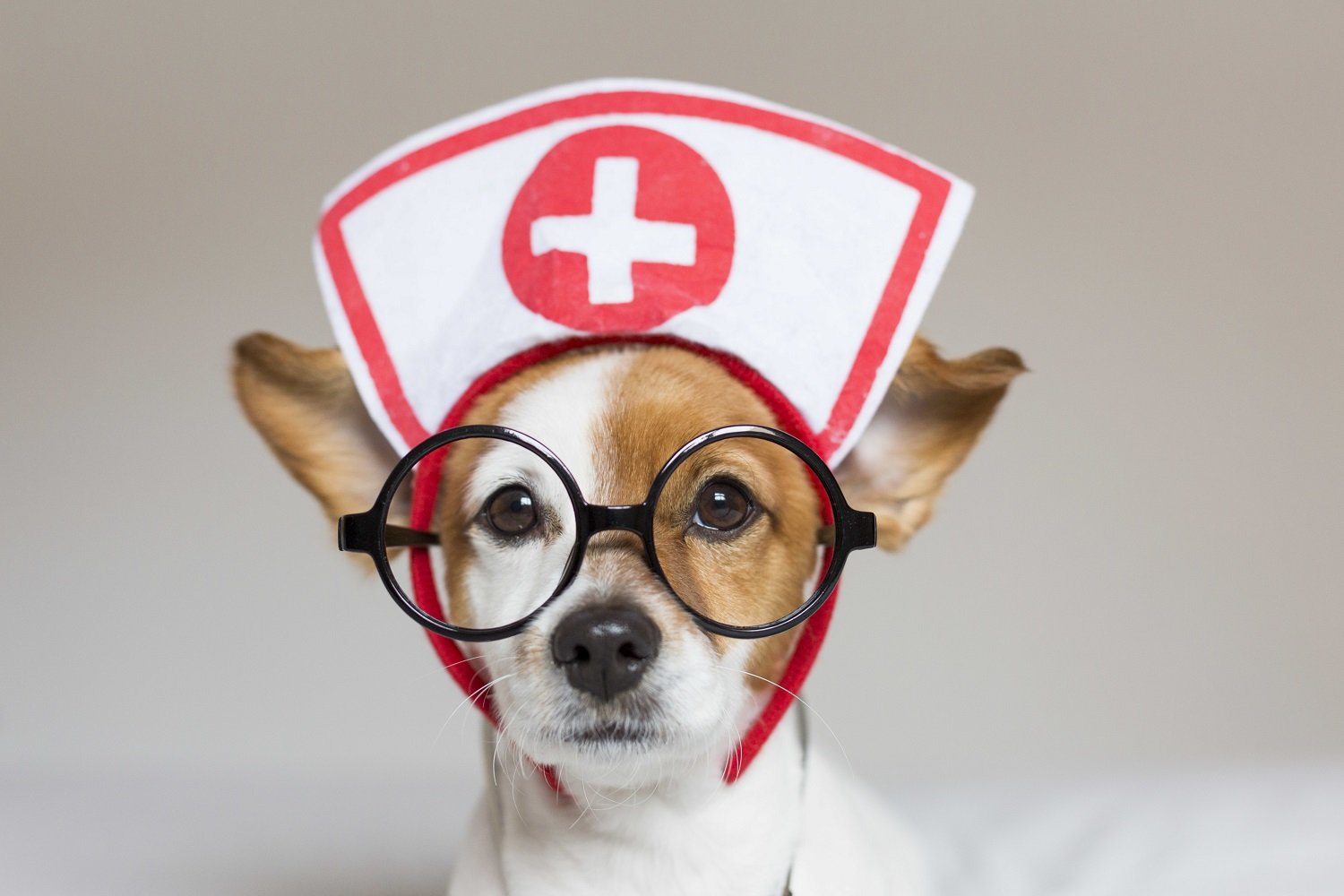 Pet MOT - Digs for Dogs