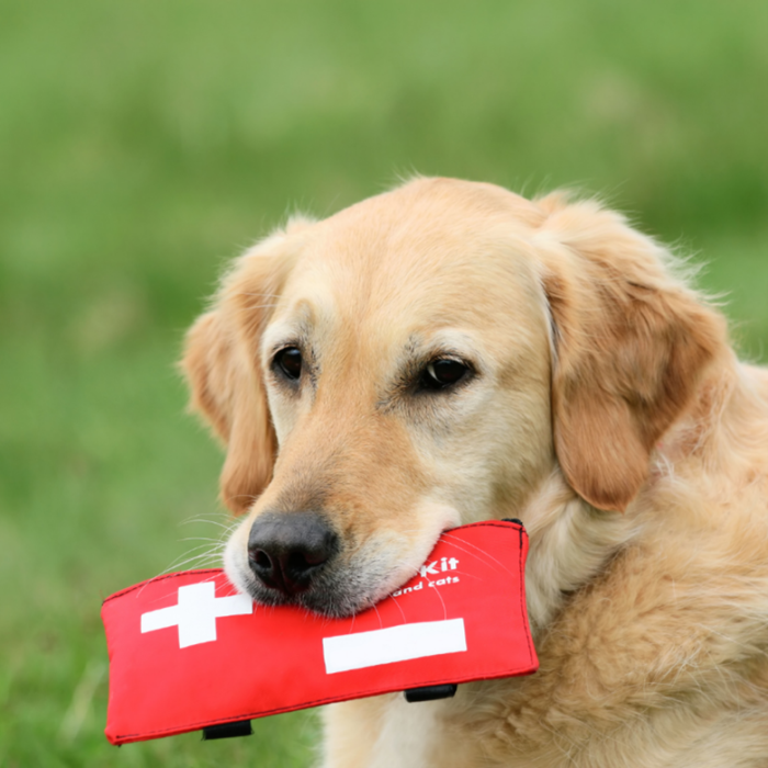 Why is Dog First Aid Important? - Digs for Dogs
