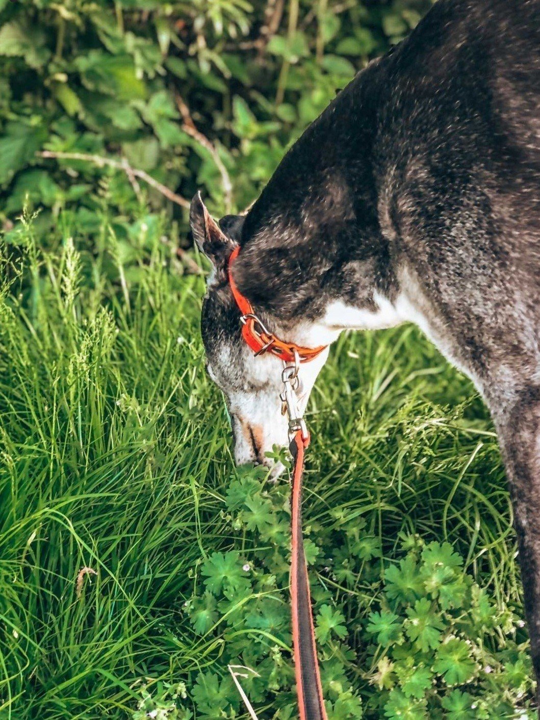 Sniffari Time! - Digs for Dogs
