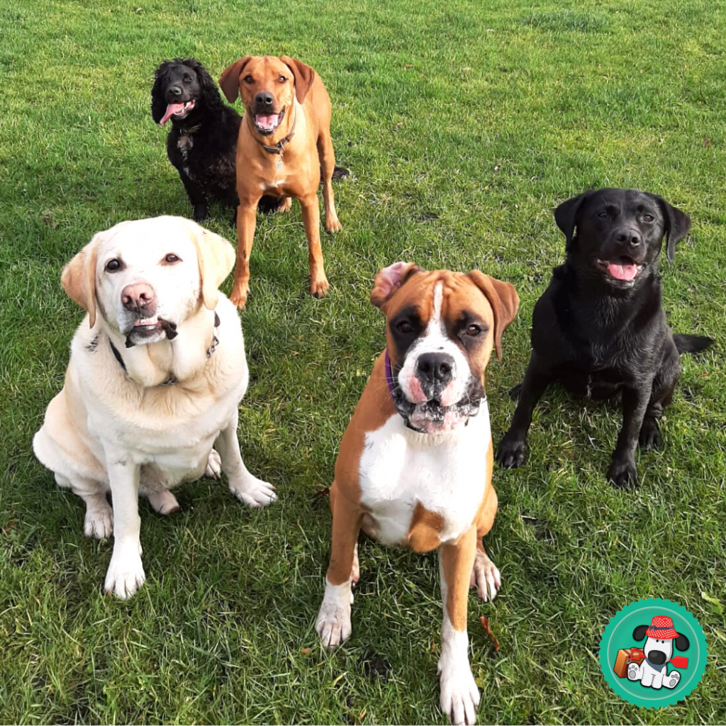 8 Exercises To Try On Your Next Dog Walk - Digs for Dogs