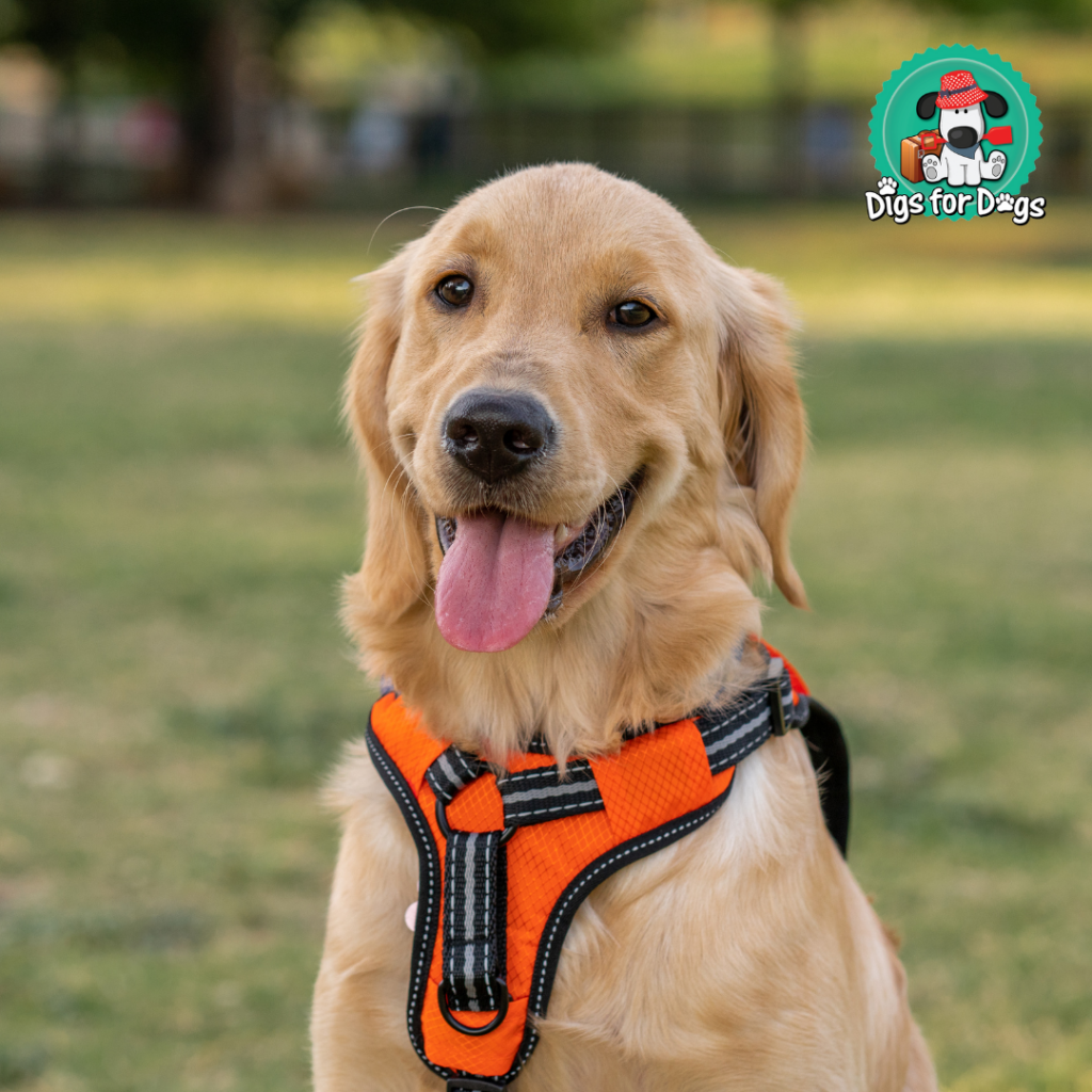 🧳️Four essentials to pack for your dog's Digs for Dogs holiday! - Digs ...